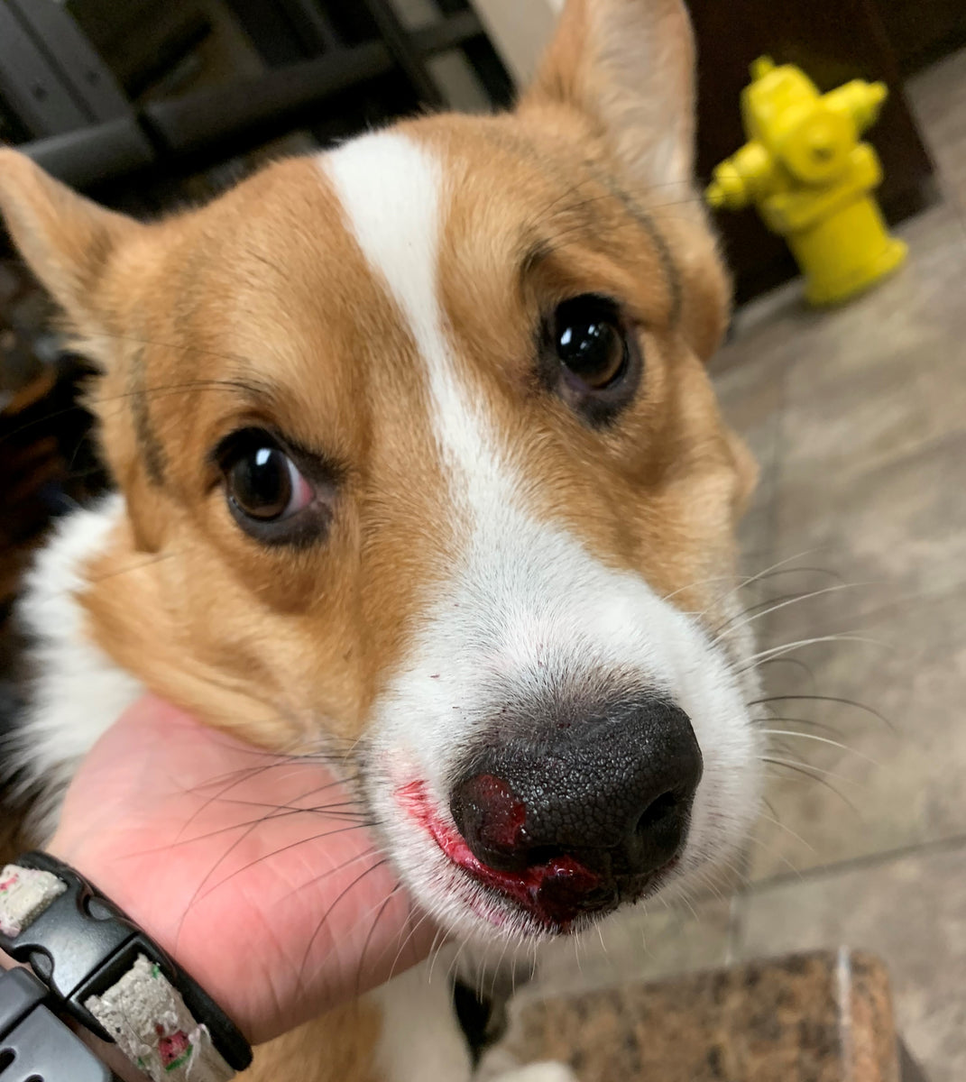 The Story Behind Beebo's Attack | Beebo The Corgi